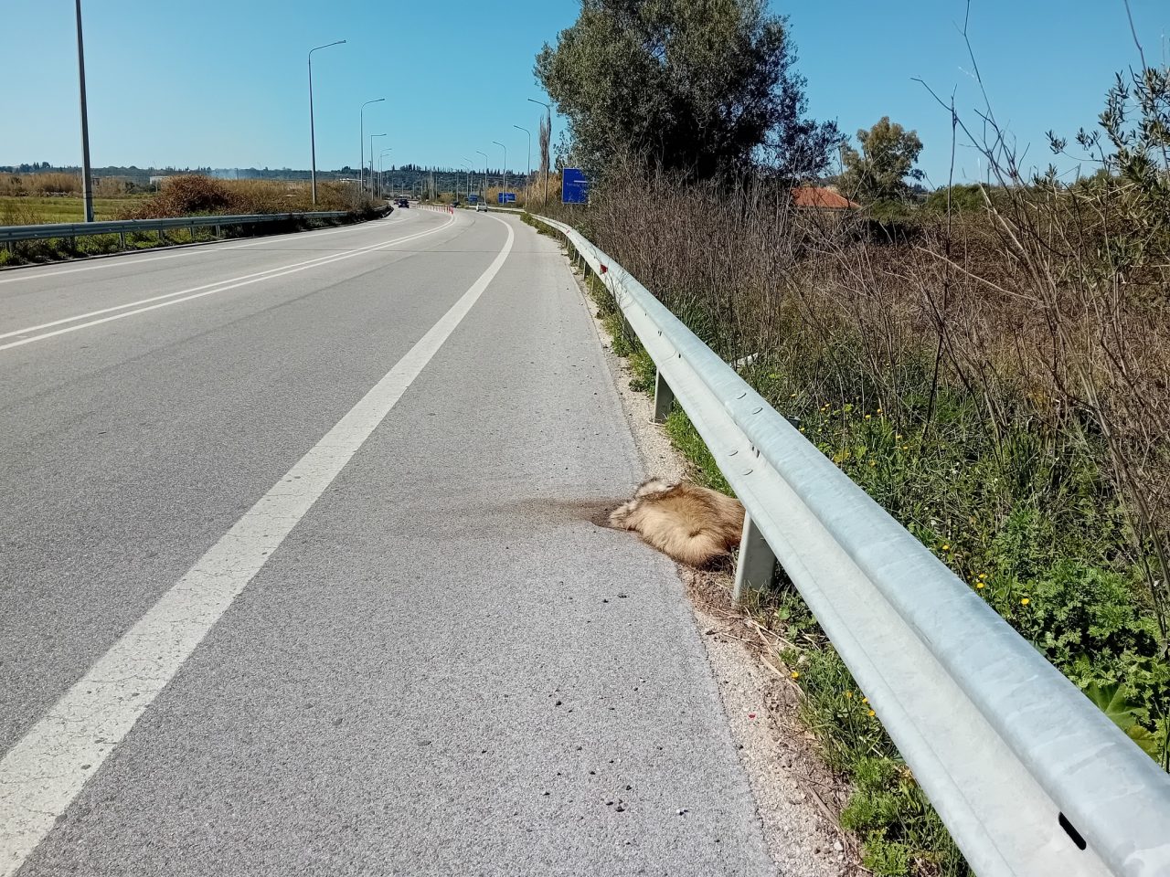 Ο … πολιτισμός του αίσχους τους με τα νεκρά ζώα στους δρόμος … (σκληρές ...