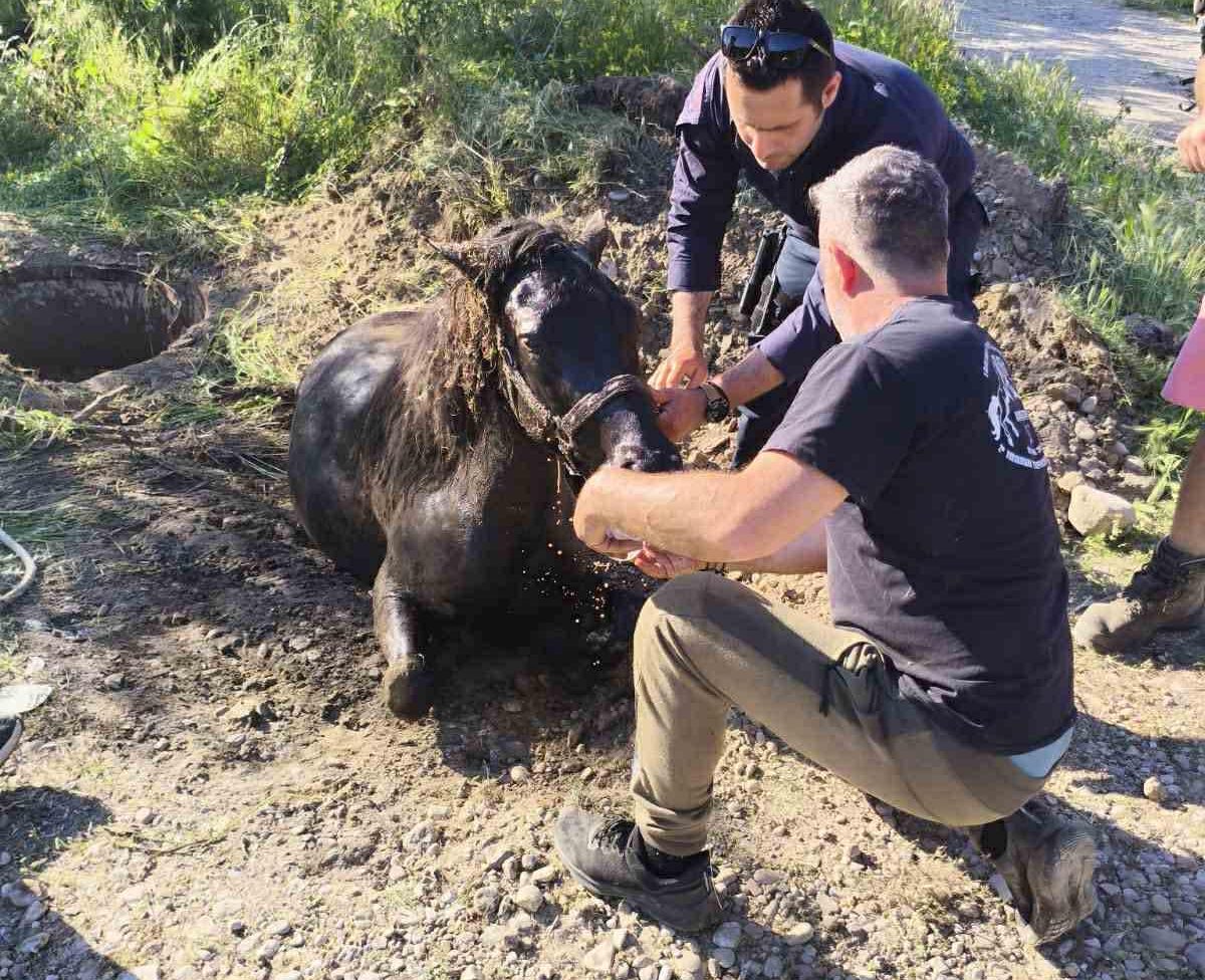 Πύργος: Επιχείρηση διάσωσης αλόγου που έπεσε σε πηγάδι | Ηλειακά Νέα